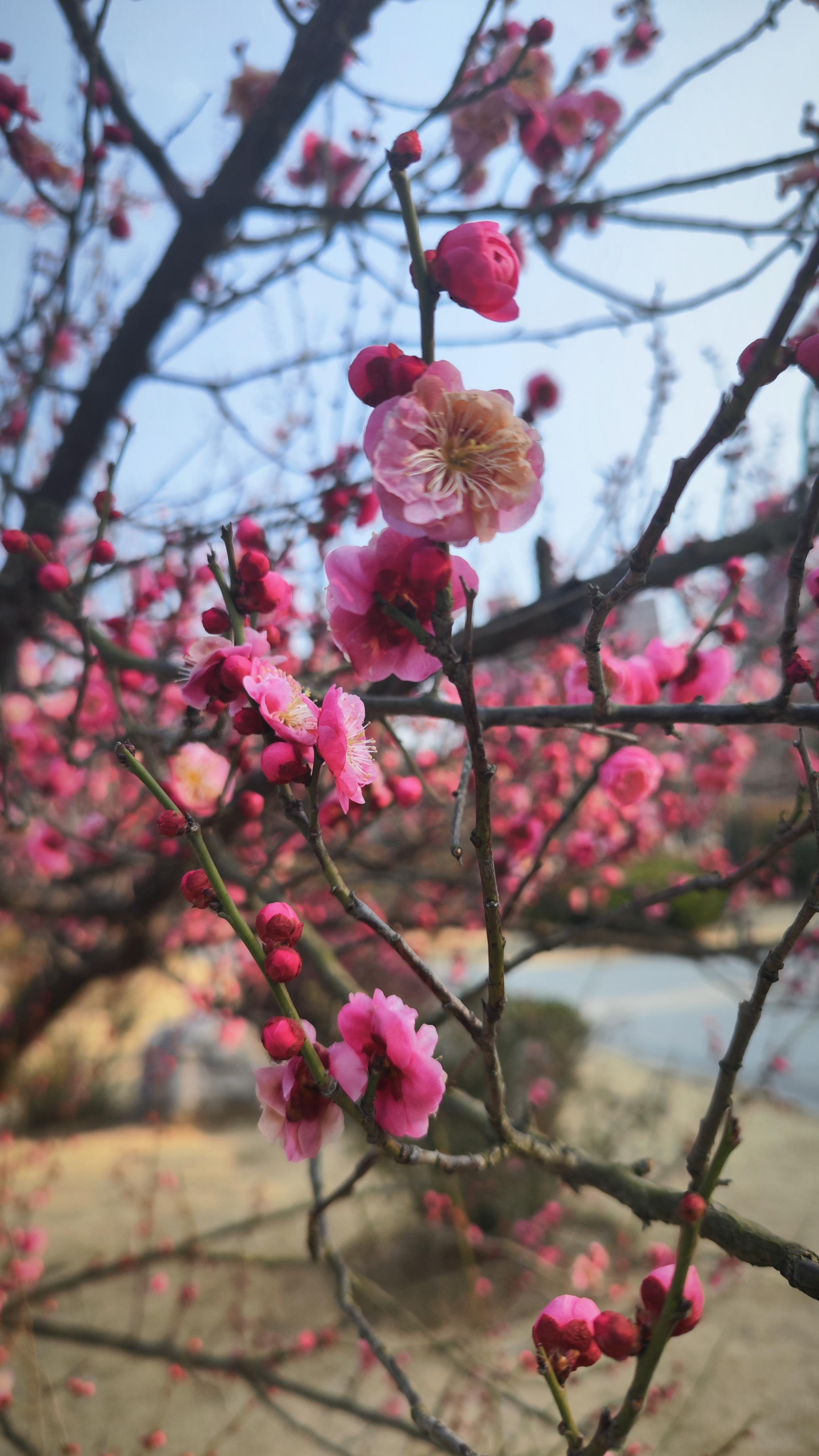 4千火毕业免税200，4万火毕业还是免税200？ - 火炬之光：无限综合讨论 - TapTap 火炬之光：无限论坛