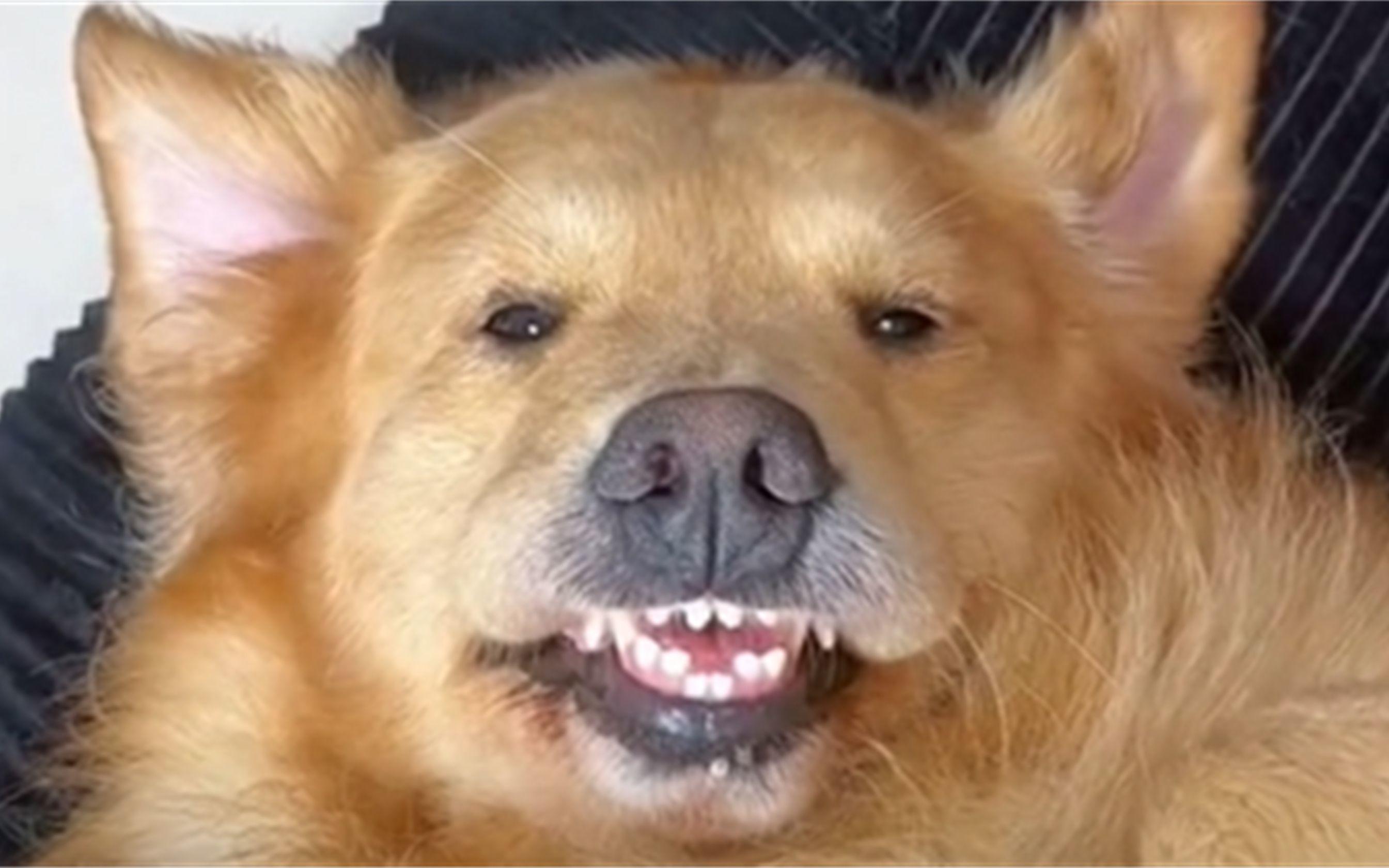 快来rua小鸡毛 - 这里是一台复读机的动态 - TapTap